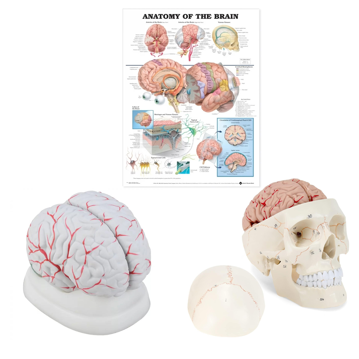 Brain Anatomy & Pathology Bundle - Myaskro